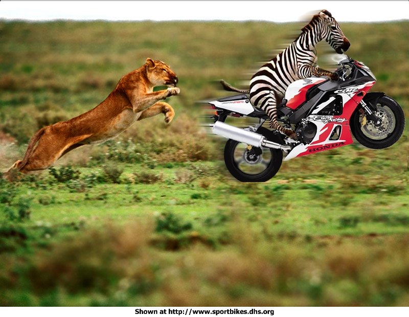 Funny Animals: Funny Cheetah Images