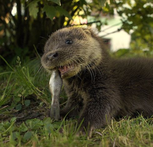 VIDRA-OTTER-Evropska vidra, često i evroazijska vidra