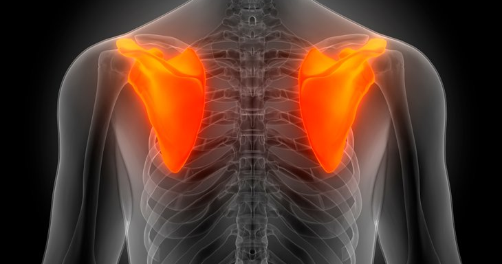 7 articulações da Cintura Escapular - Faça Fisioterapia