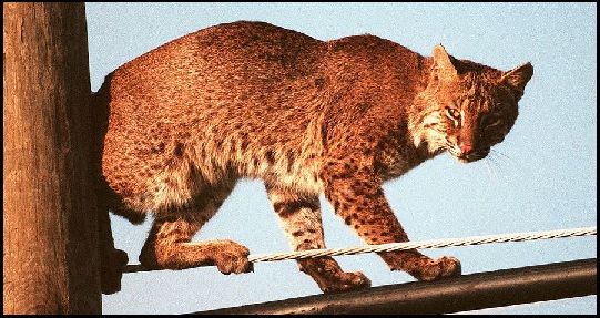 TIERRA SYLVANA: LINCES EN ESPAÑA (I).