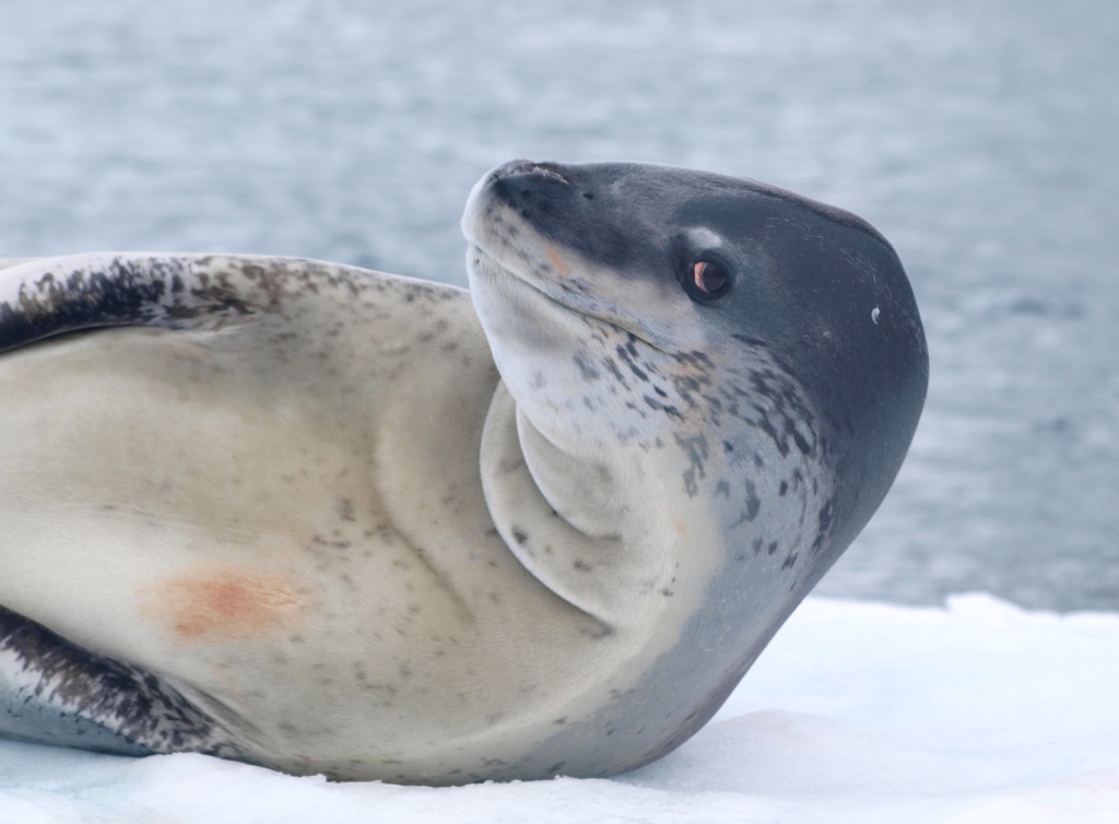 Libros de Santiago G. de la Vega: Foca Leopardo o Leopardo Marino ...