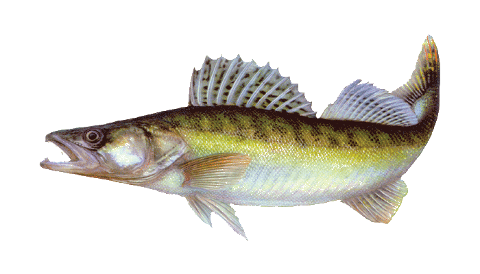 Fishes Images: Zander