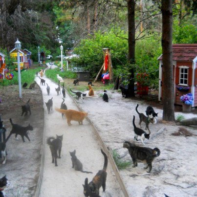 Self-Knowledge and Self-Realization: Caboodles Ranch, Lee, Florida