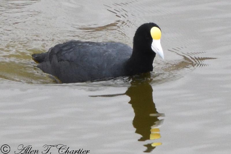 Michigan Hummingbird Guy: Peru Birding Trip Day 11 - July 18, 2018