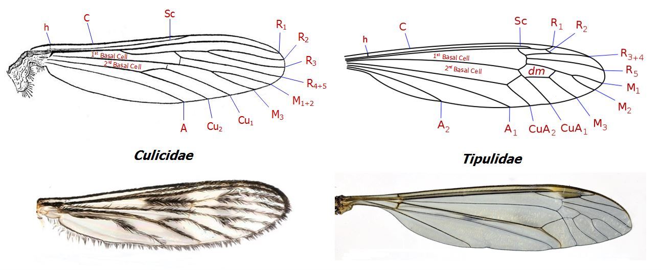 Ento the Wild: The Crane Fly Calamity