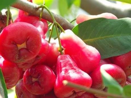 Klasifikasi tumbuhan jambu air | Uchaal