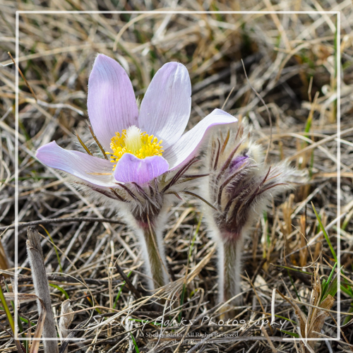Prairie Wildflowers: Prairie Crocus: First Growth from Dry Grasses