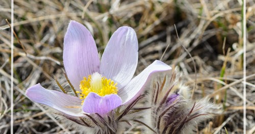 Prairie Wildflowers: Prairie Crocus: First Growth from Dry Grasses