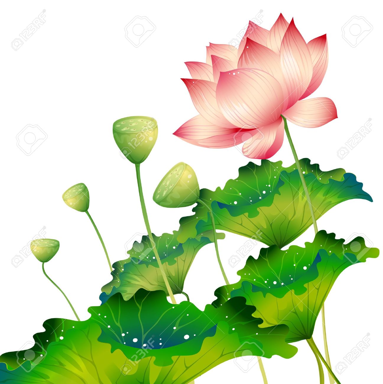 vietsinhvienit: vector hoa sen