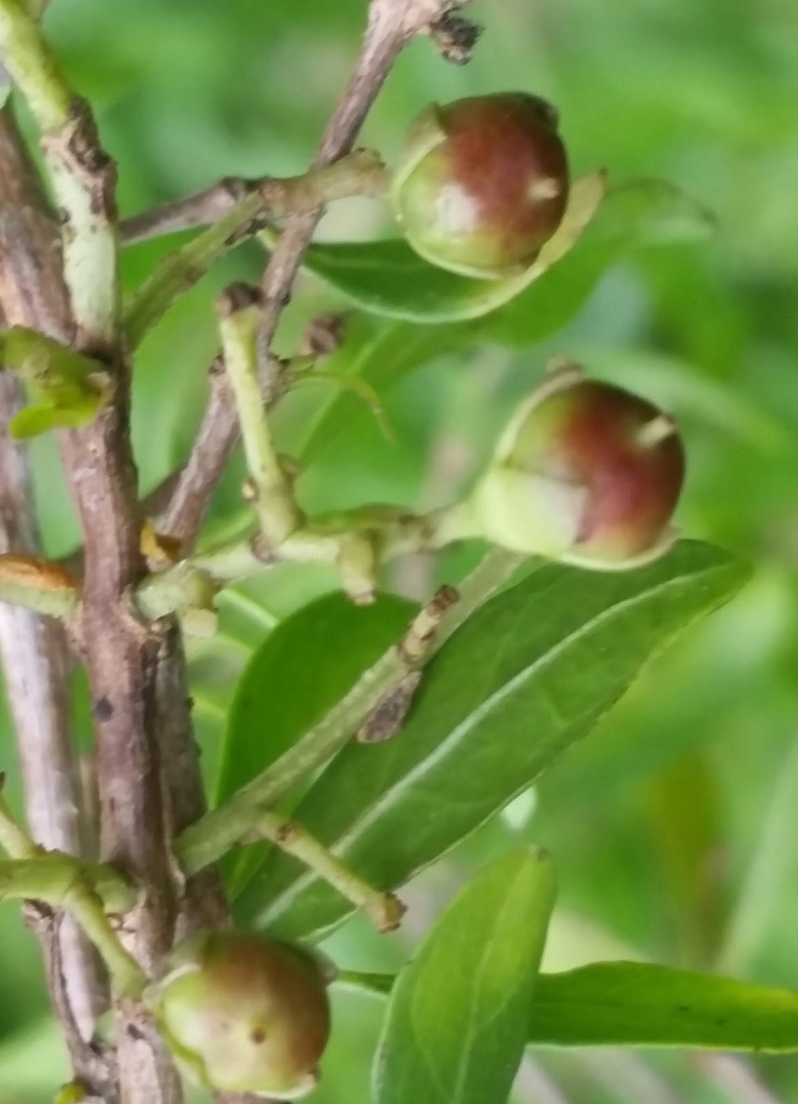 Warisan Petani: Pokok Inai.
