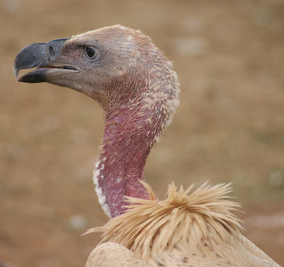 Fascinated by Vultures: First encounter with a vulture's beak