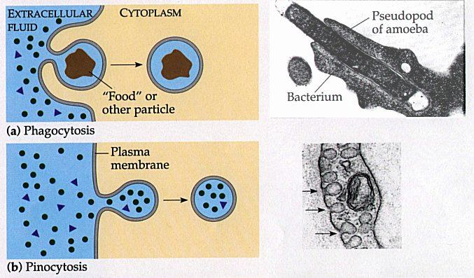 Pinocytosis Animation