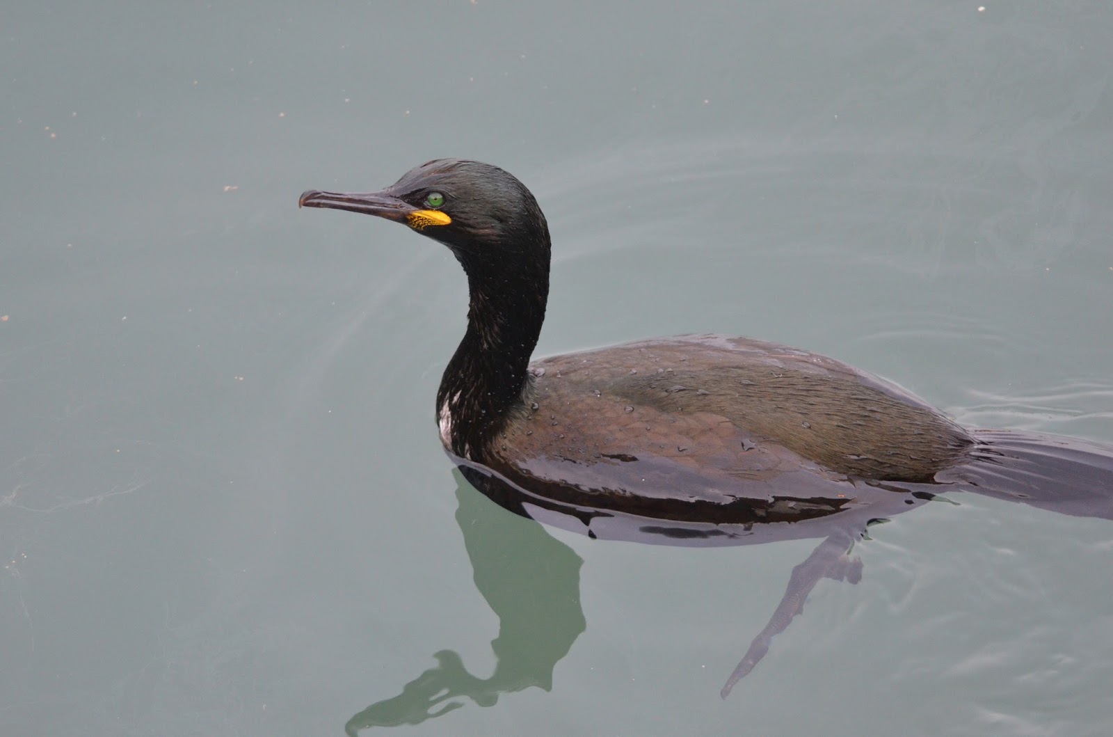 The Early Birder: Shag