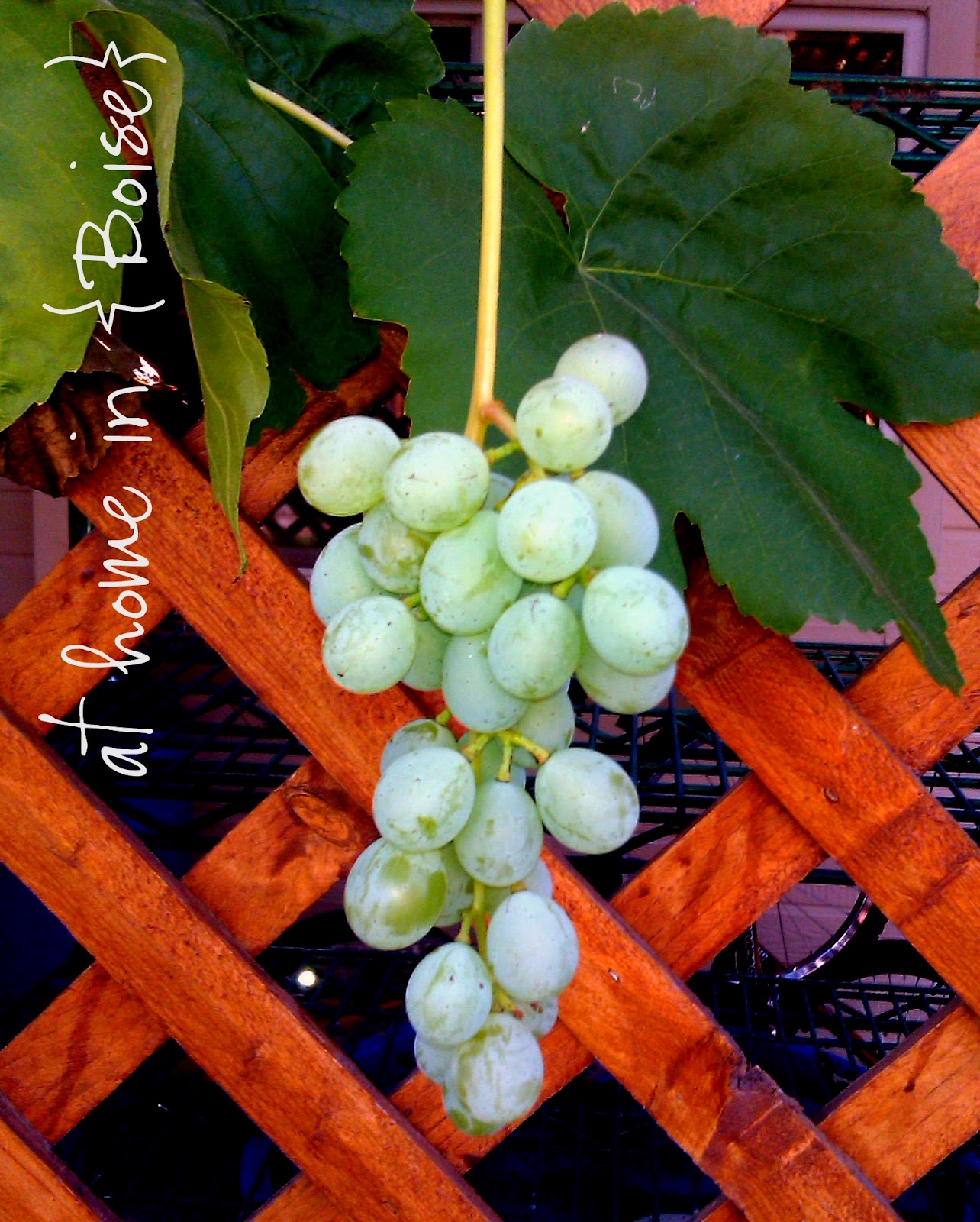 at home in {Boise}: Harvest Time