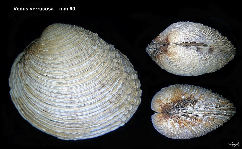 Opiniones de Bivalvia