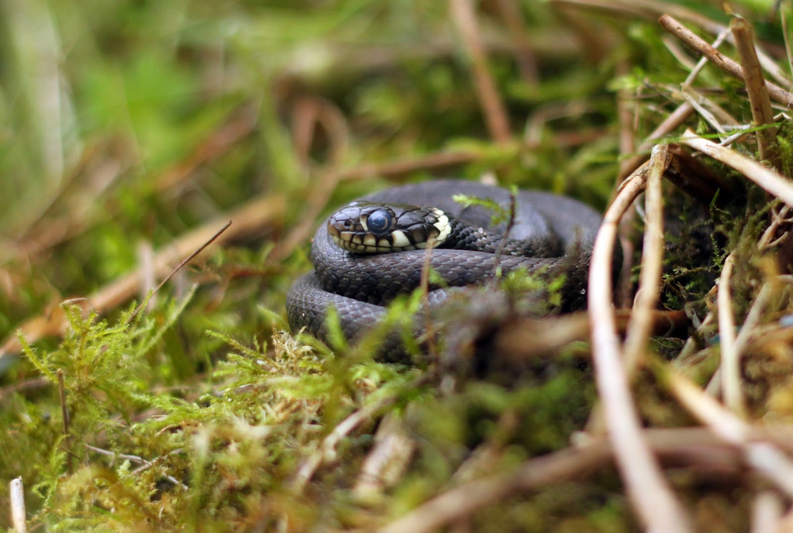 Field Herping UK: My First Grass Snake Photos!