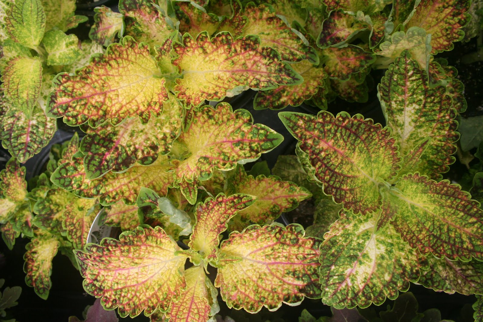 West Coast Gardens: Coleus