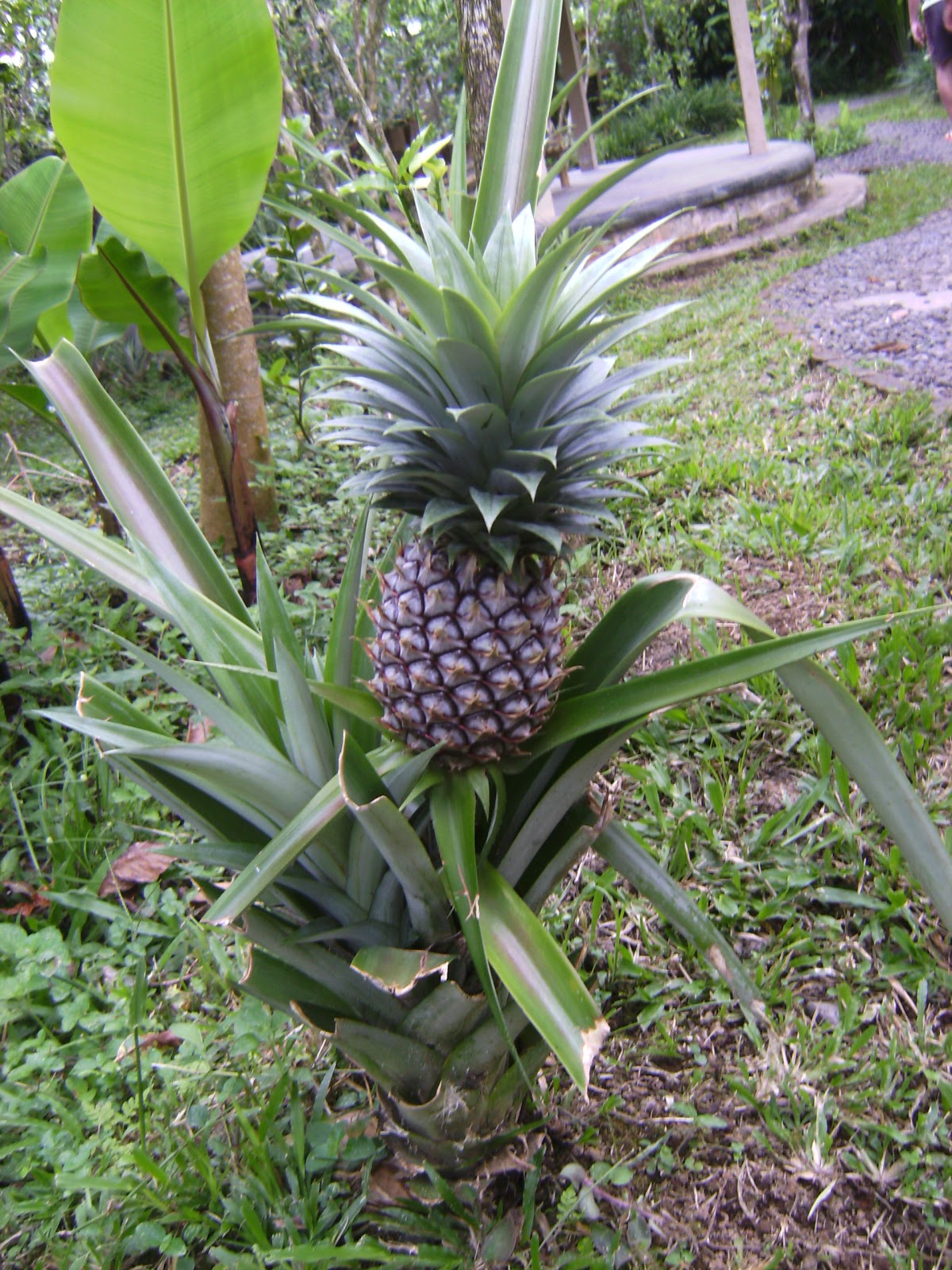 Die Dschungel WG - Our Bali Adventure: Expedition ins Landesinnere und ...