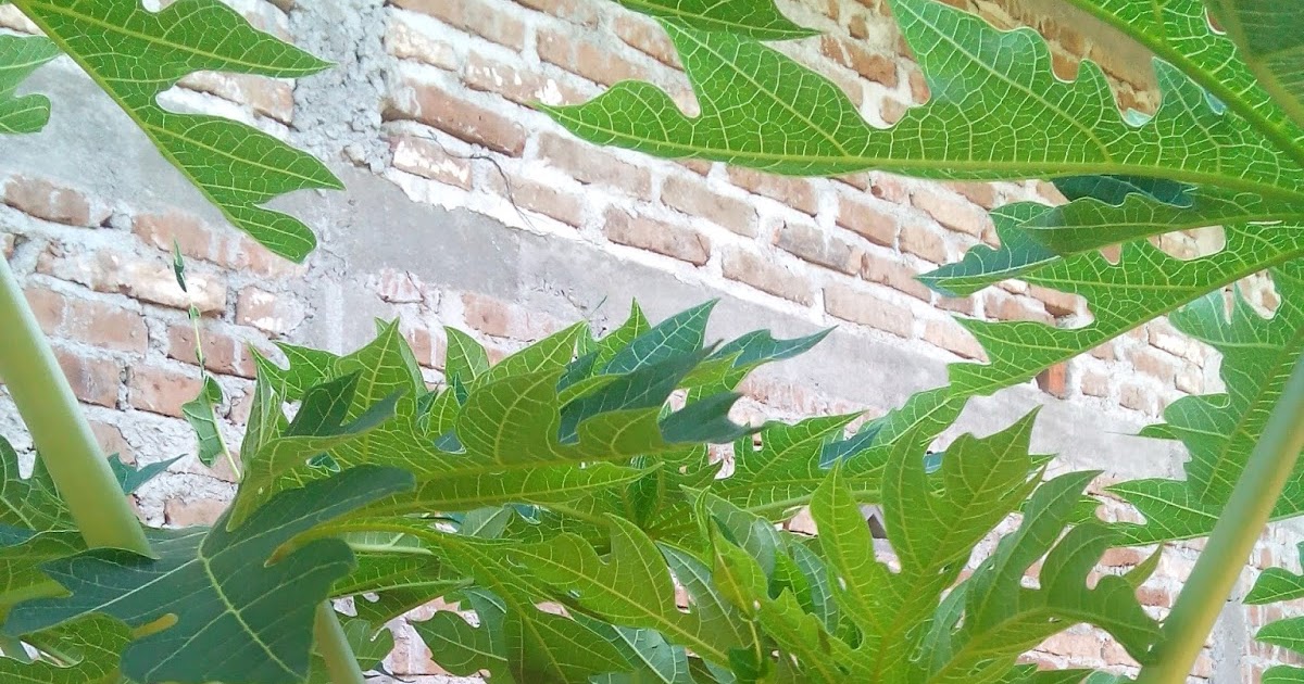 Buah Pepaya : Berikut Daun, Buah, Pohon, Bunga, Tangkai Dari Buah Pepaya