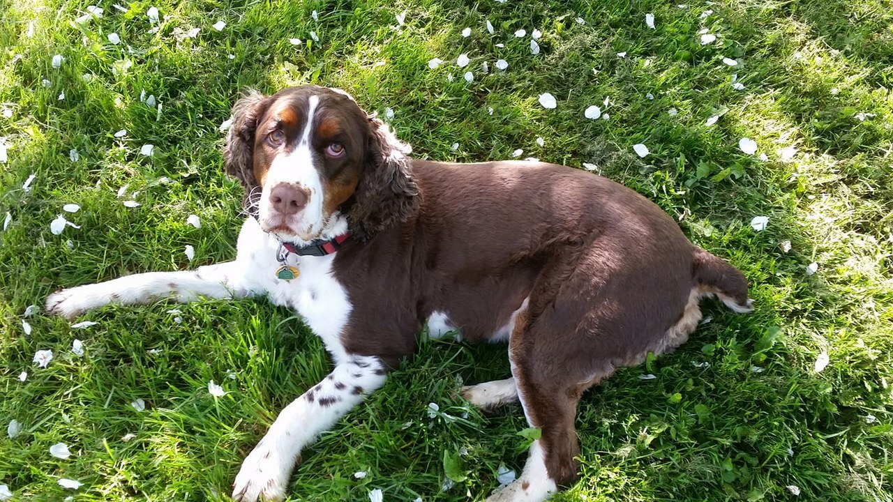 A Springer Spaniel Named Mojo Becomes a Farm Dog