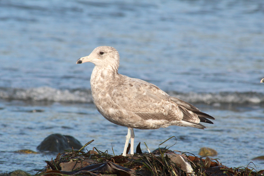 The Naturalest Naturalist: Gull-lover's Travels