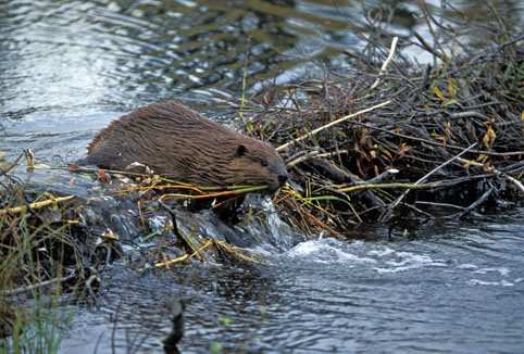 germ@namur: The beaver as national symbol of Canada