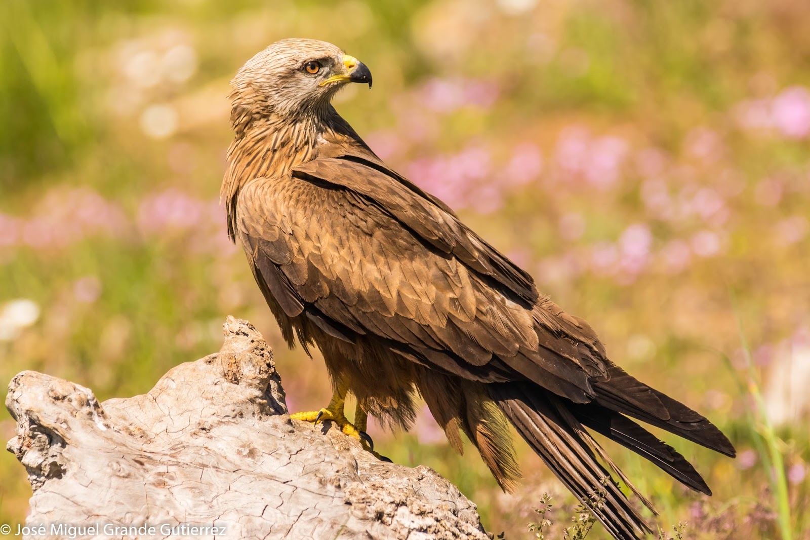 AVES DEL CIELO - BIRDS OF HEAVEN: milano negro (Milvus migrans)-Black kite
