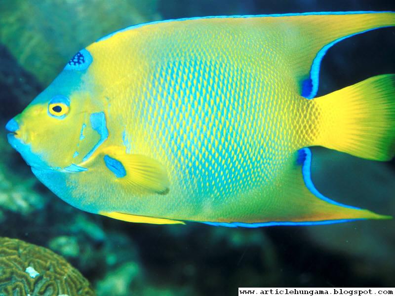 WALLPAPER TREASURE: beautiful and amazing Fish in sea