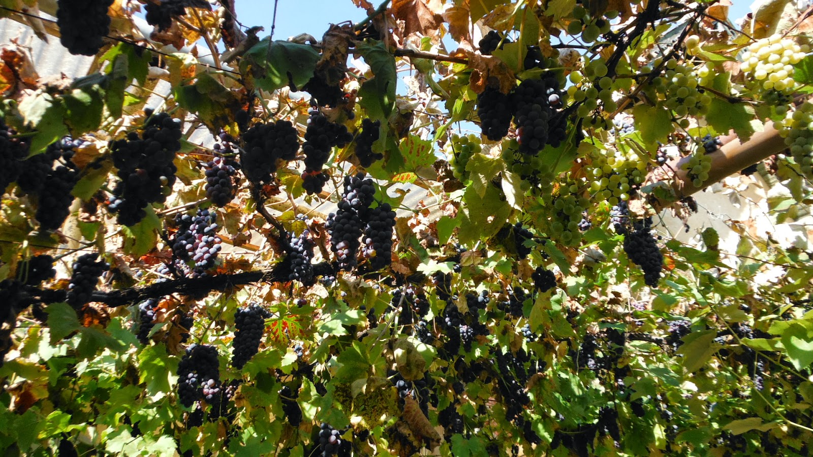 Grădină şi călătorii: Culesul strugurilor