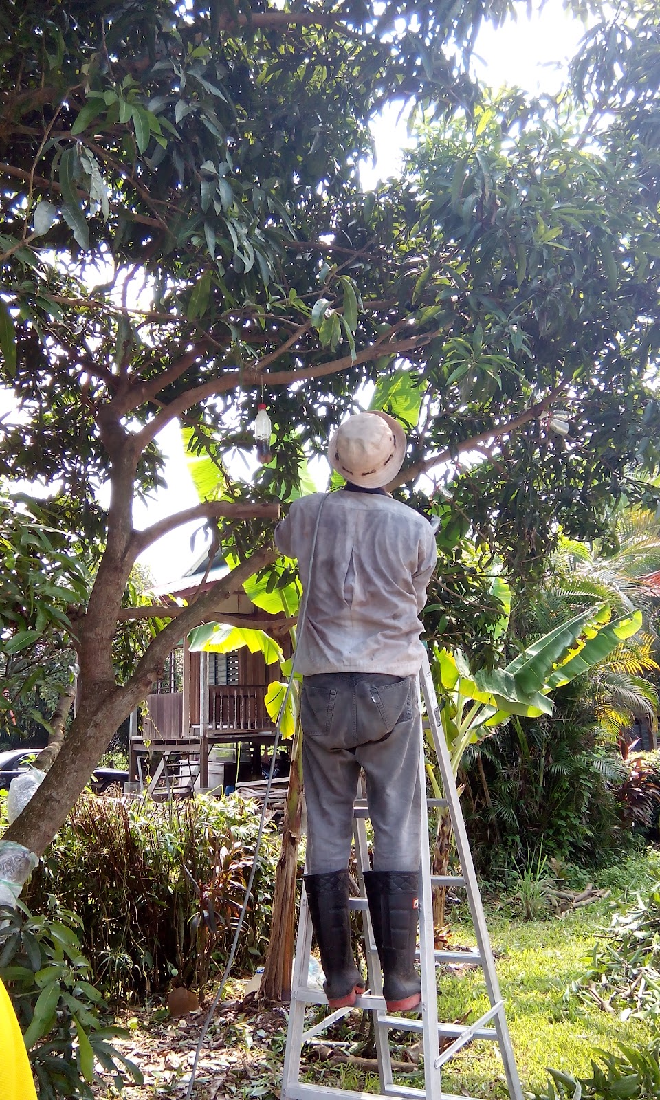 Belajar-Bertanam-tanaman: Mencantas Dahan Pokok Mangga