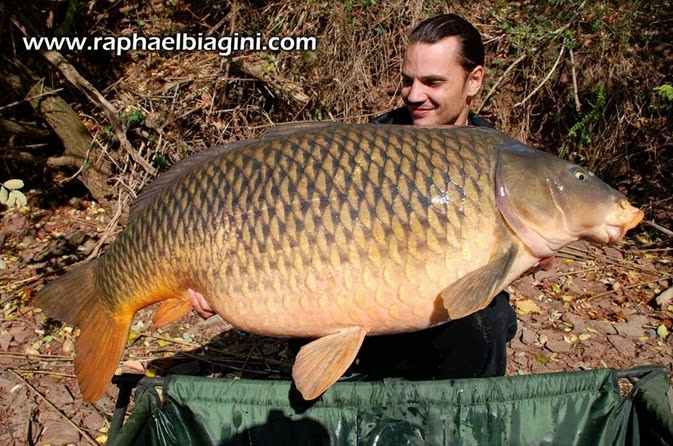 Record Common Carp