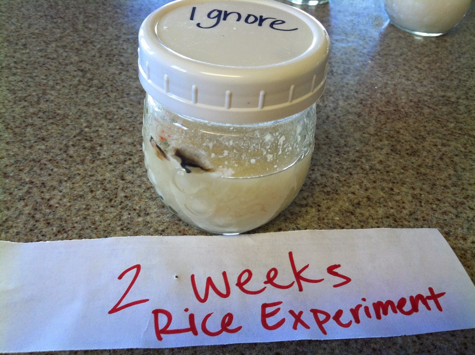 Raising the Rising Generation: rice experiment - words and thoughts ...