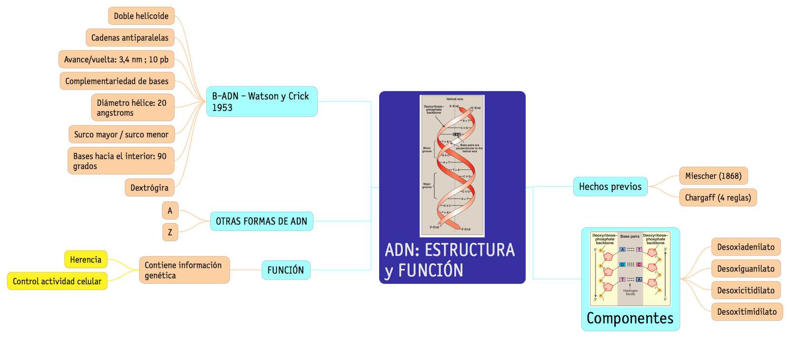 JANO SENSEI: MAPA MENTAL ESTRUCTURA DEL ADN