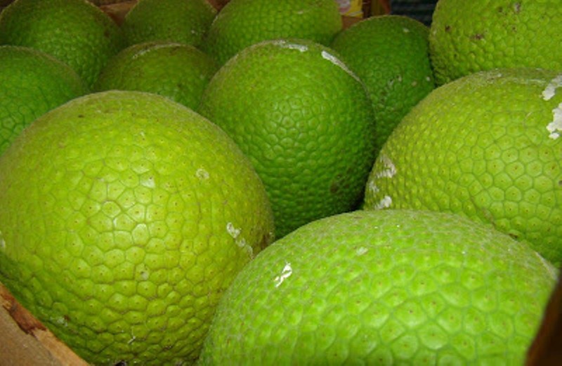 VENTO NORDESTE: FRUTA-PÃO: A VERSATILIDADE DESSA FRUTA EM CINCO ...