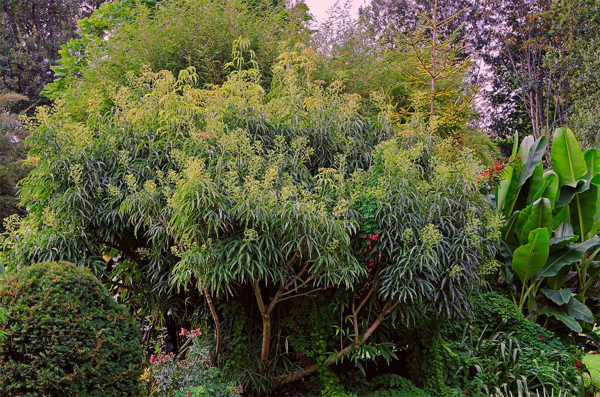 Linda Cochran's Garden: Nothopanax Delavayi