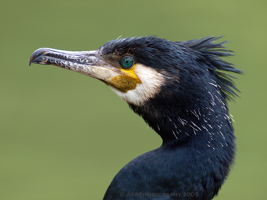 Hans Bretagne: The Great Kormoran