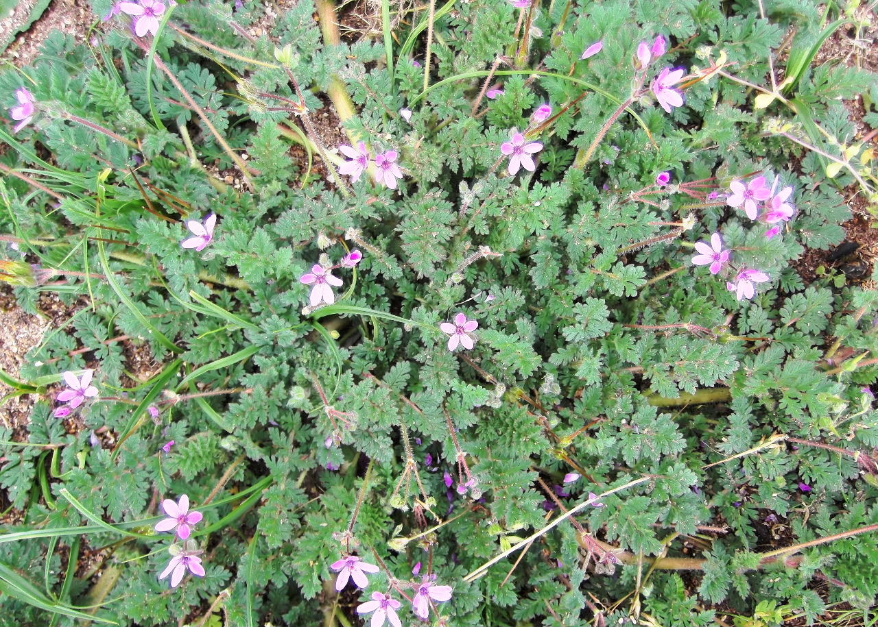 Largo Baywatch: Common Storksbill