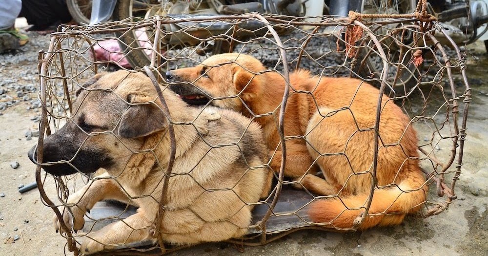 The Kennel Club: Captive Dog's,.Blood and Viruses