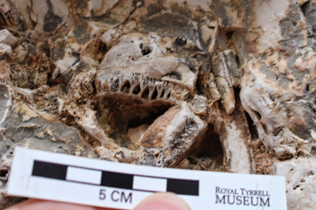 Finding Fossils...: Fossil Reefs around Austin