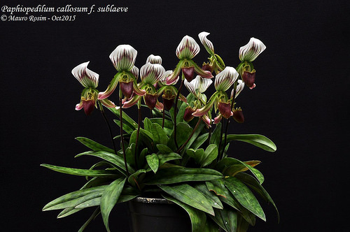 Whats in my Paph - The struggles of Paphiopedilum Maudiae growers.