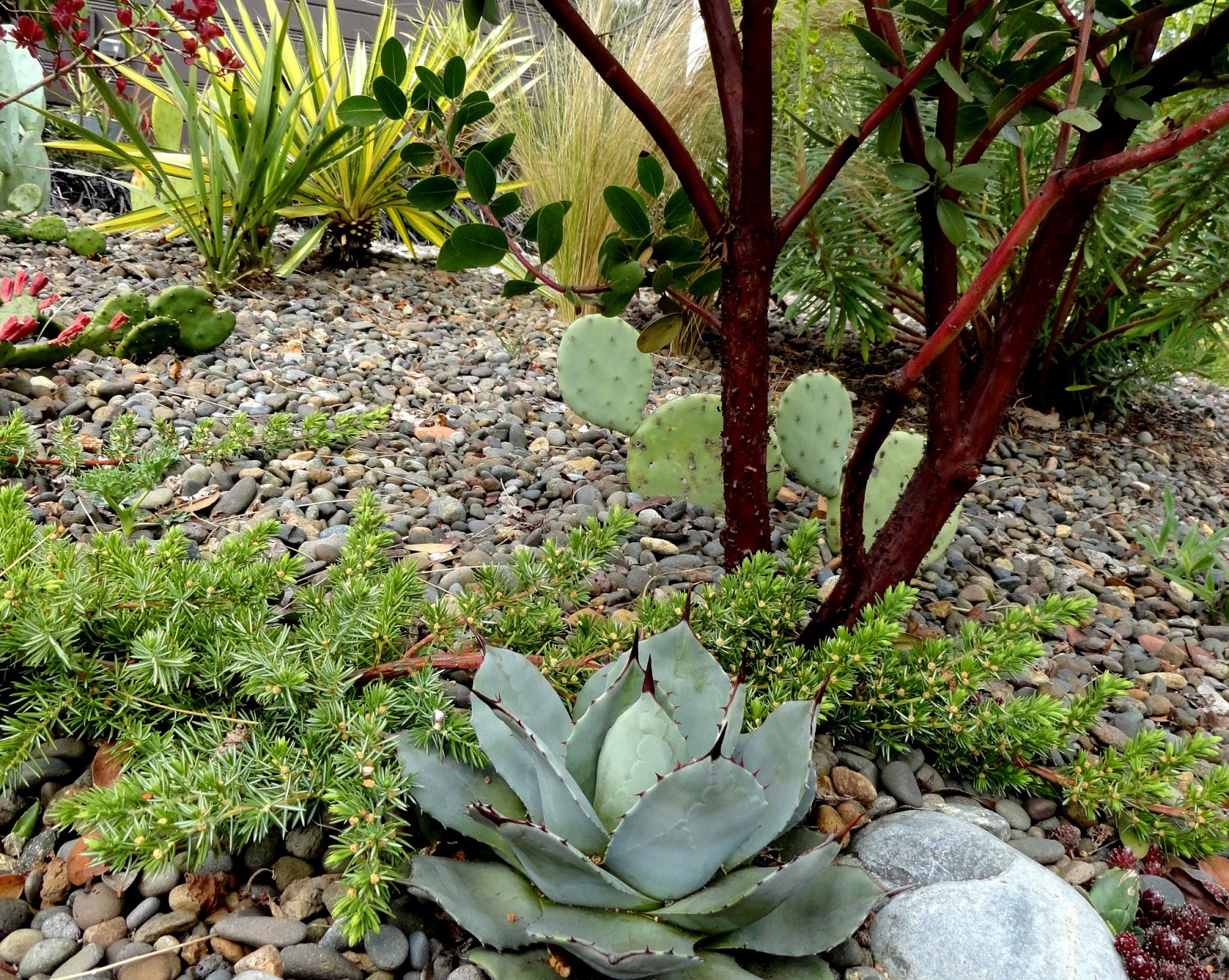 danger garden: Agave parryi 'JC Raulston'...my favorite plant in the ...