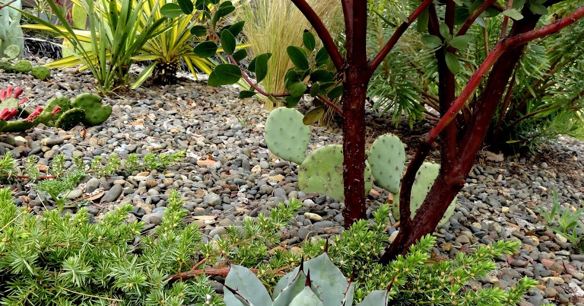 danger garden: Agave parryi 'JC Raulston'...my favorite plant in the ...