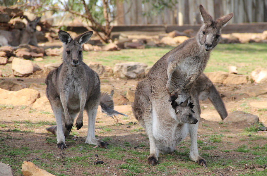 Eastern Gray Kangaroos | The Biggest Animals Kingdom