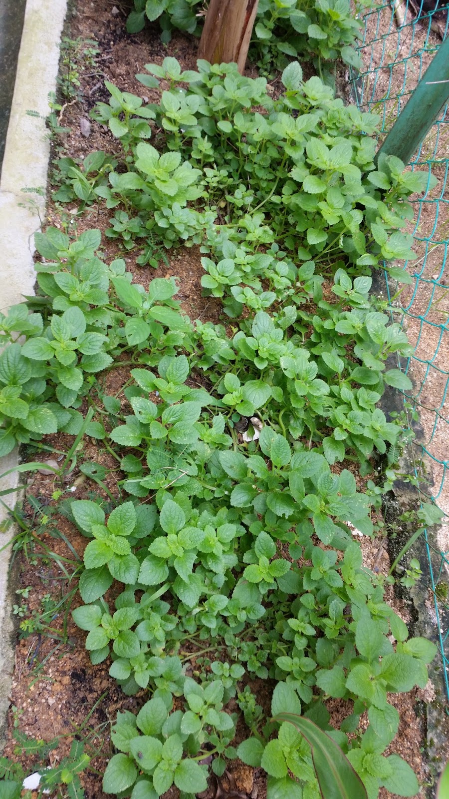 Warisan Petani: Tanaman Kentang Jembut