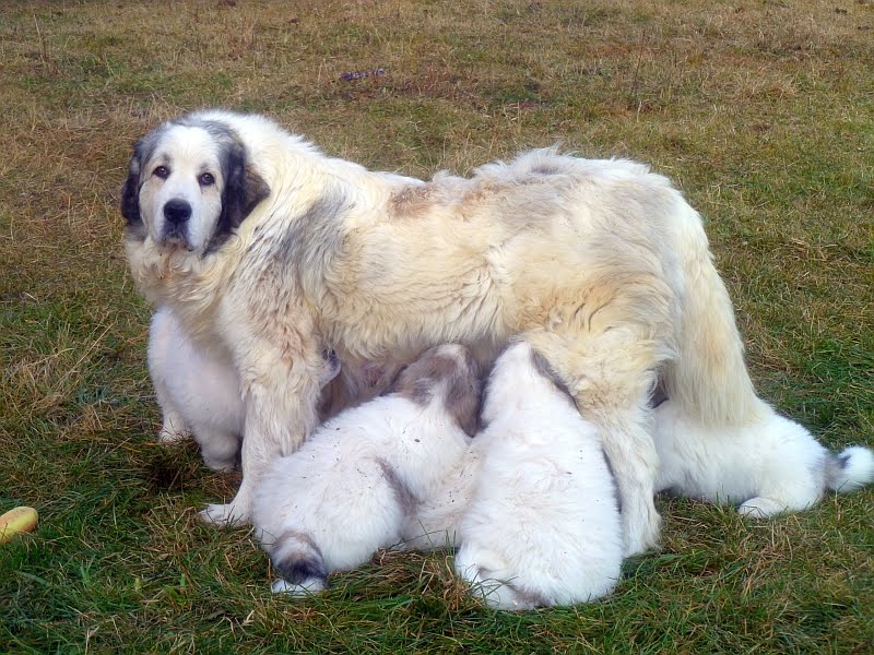 Rural Revolution: Puppy love