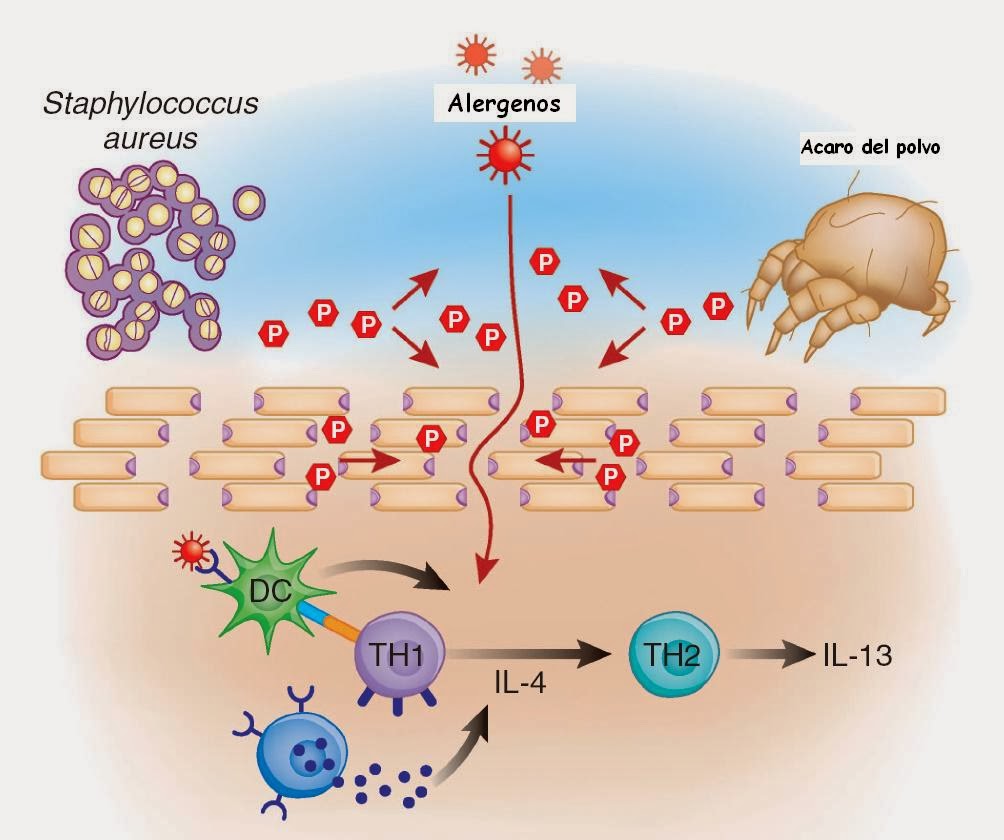 Clinica Veterinaria Torreblanca: ATOPIA. DERMATITIS ATÓPICA EN EL PERRO