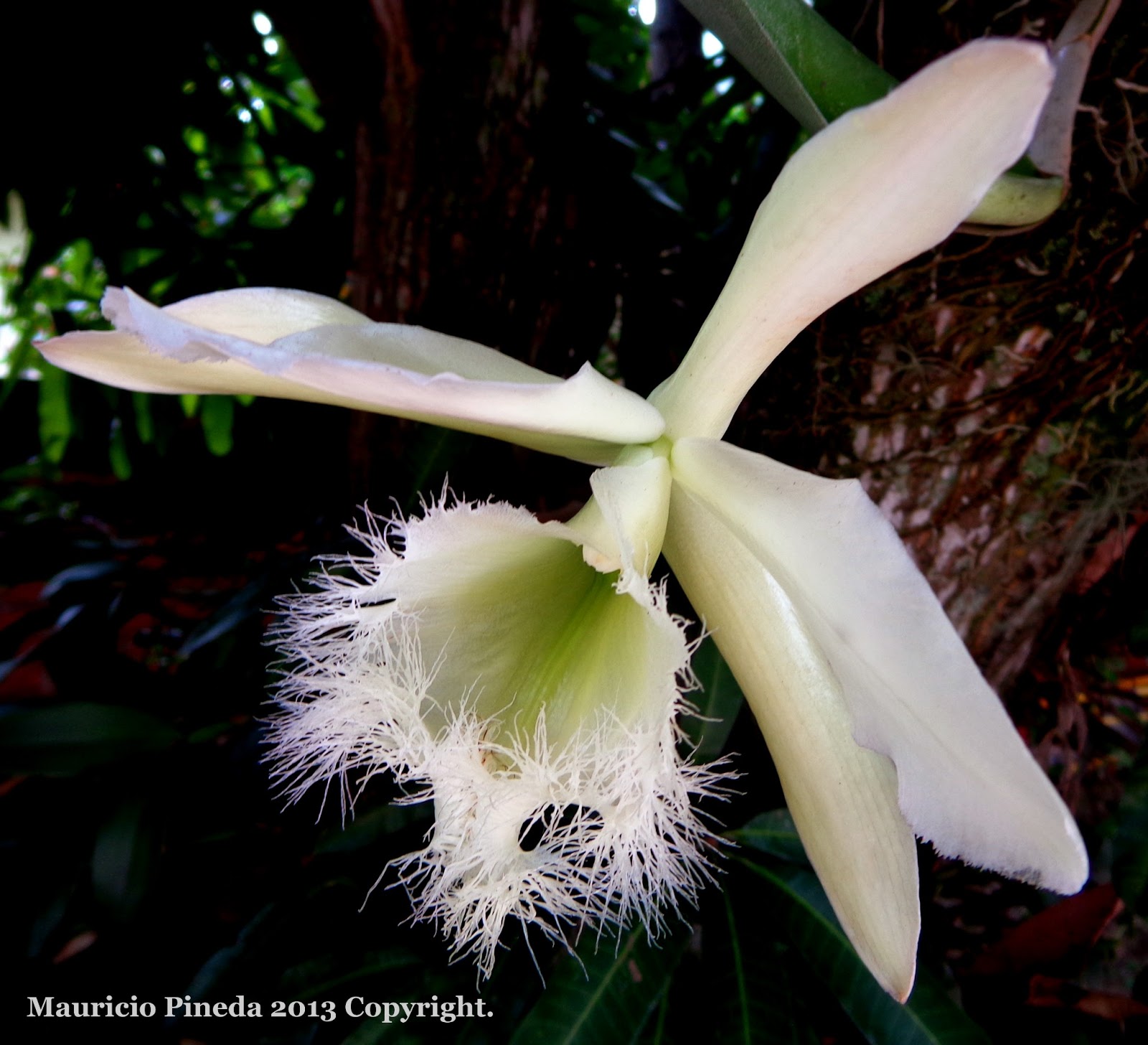 Pensamientos Maupinianos: Rhyncholaelia digbyana flor nacional de ...