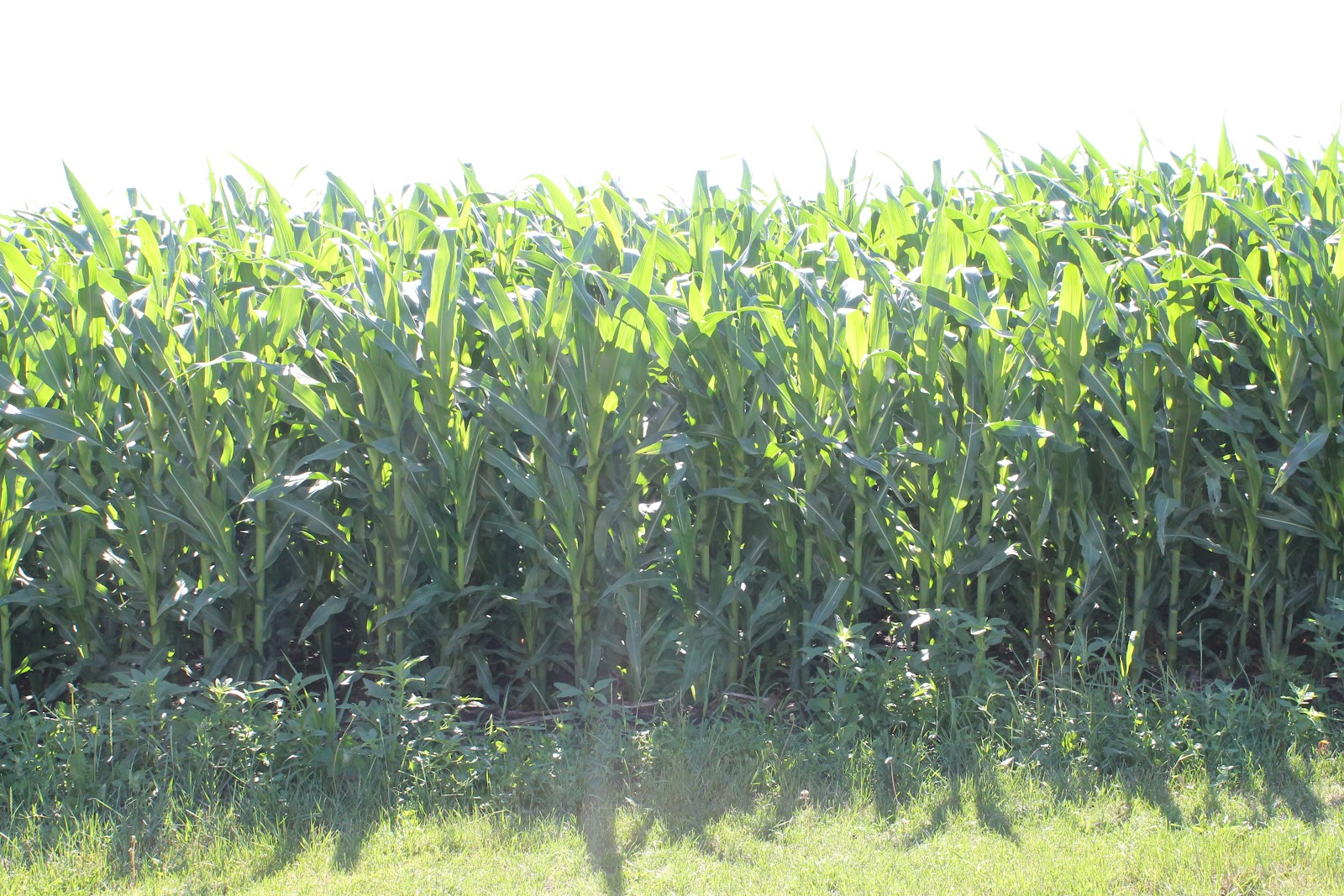 Corn, Beans, Pigs and Kids: Farm Friday