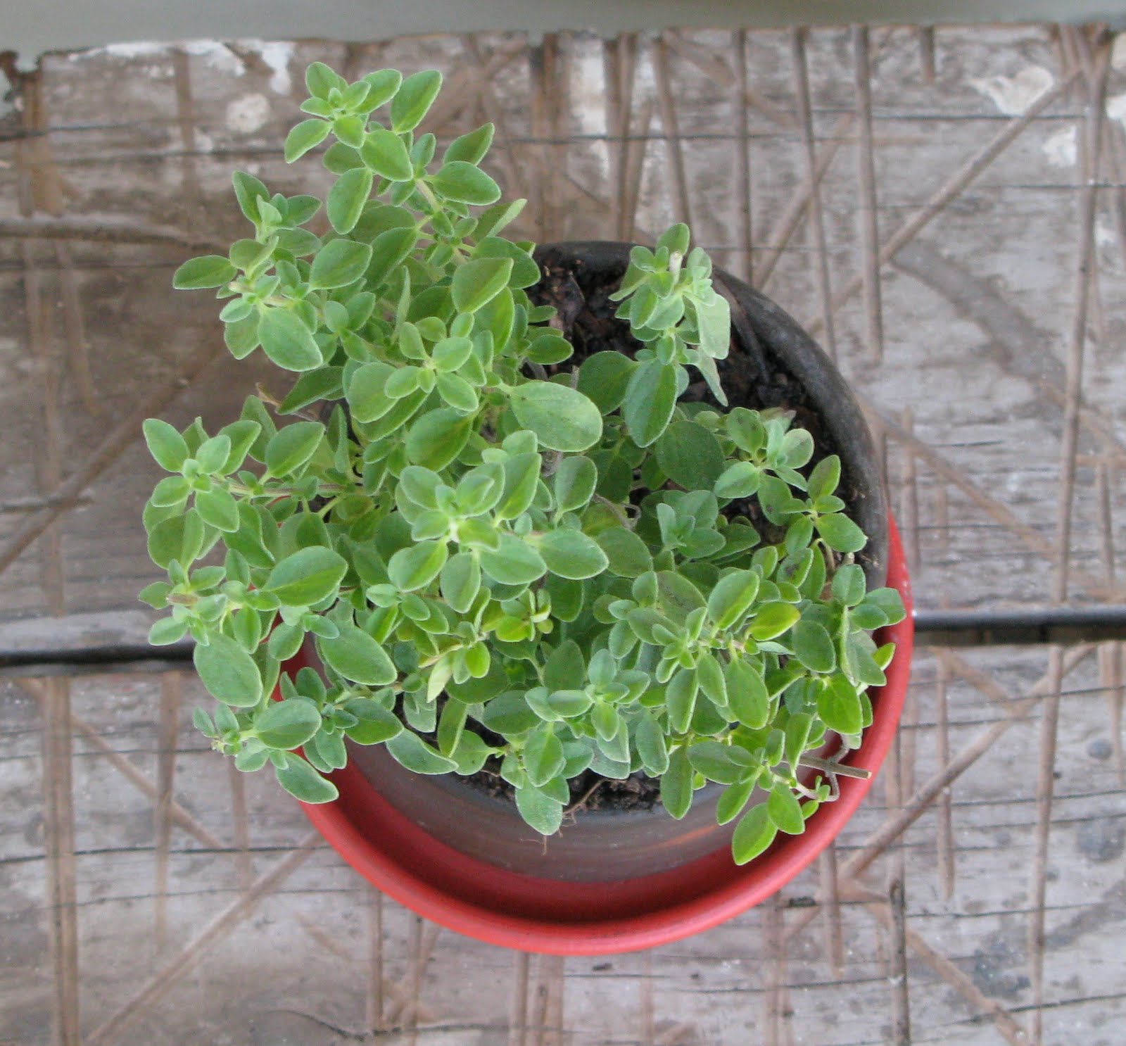 PlanTitas al plato: Orégano