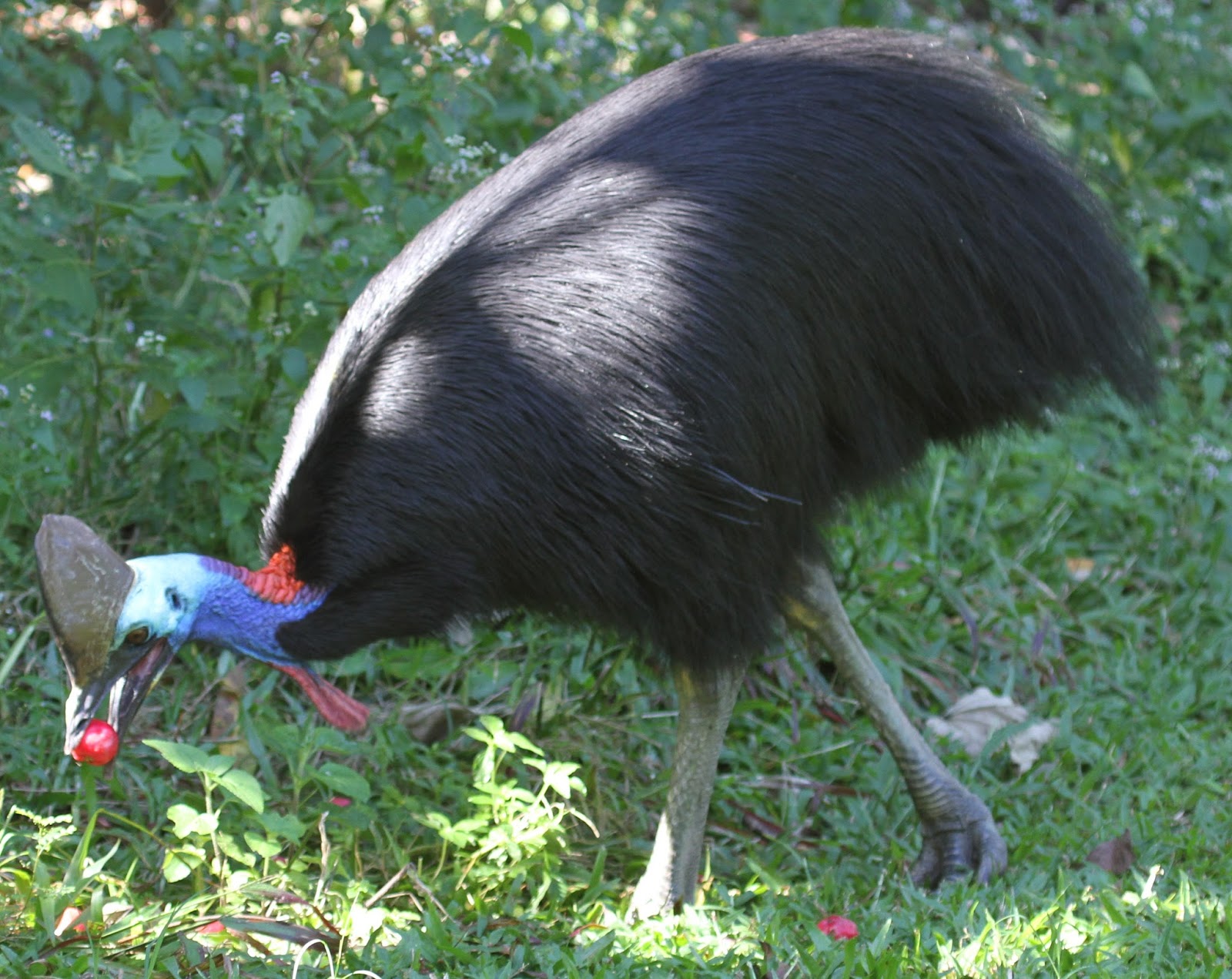 News from Coquette Point